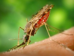Kako se prenosi malarija, koji su simptomi
