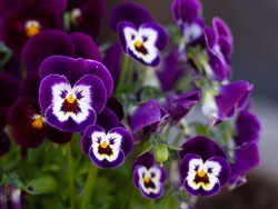 Najlepše prolećno cveće: Dan i noć sjajan za niske temperature