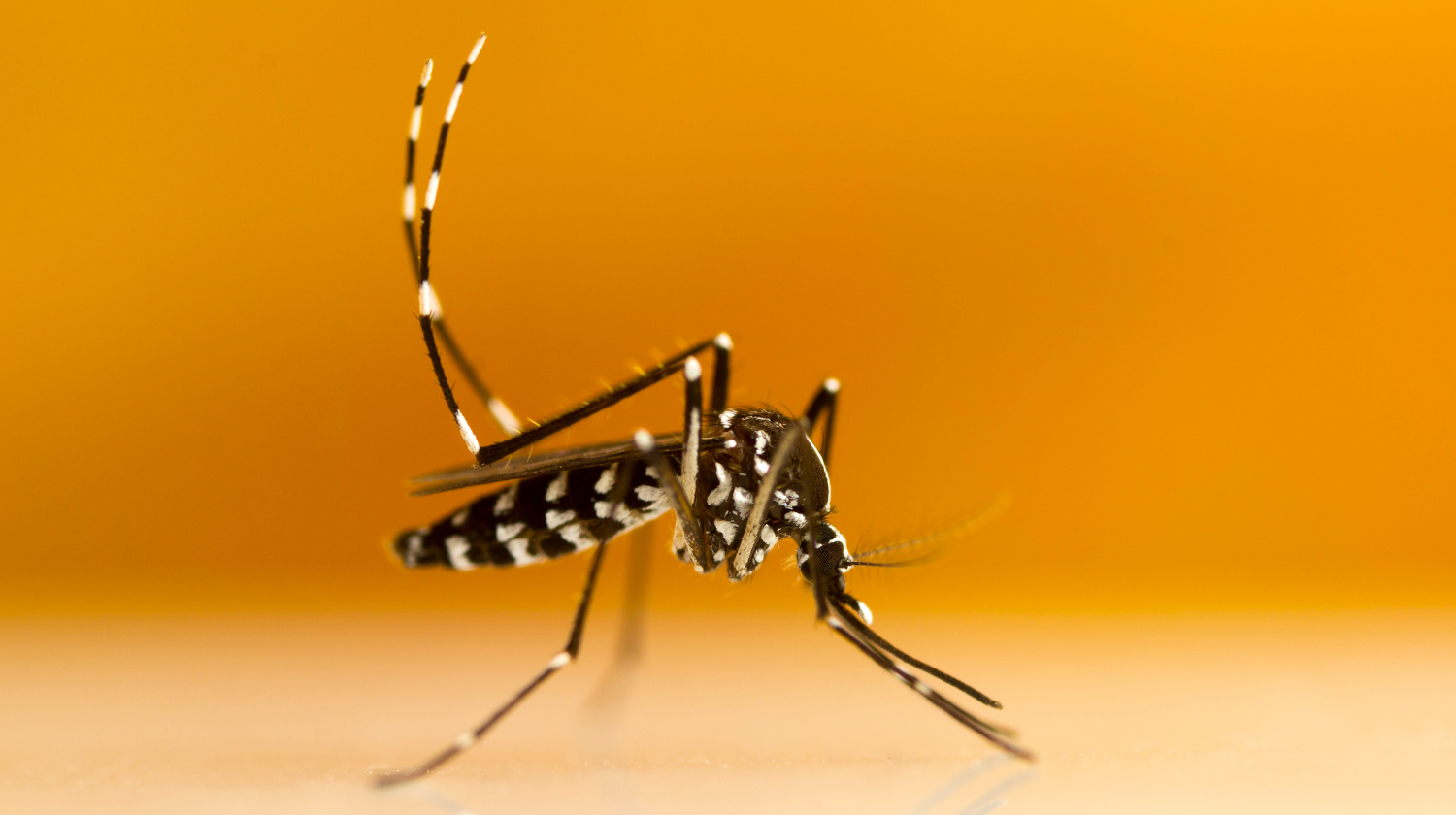 Azijski tigrasti komarac koji prenosi denga virus prisutan i u Srbiji